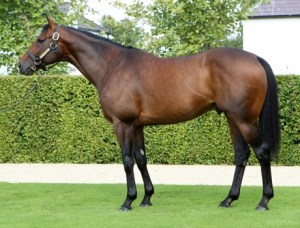Choosing An OTTB | Hooves