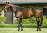 Choosing An OTTB | Hooves