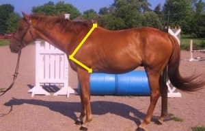 The Up And Down Of It – Shoulder Angle/Humerus Bone – Part 2 | Hooves