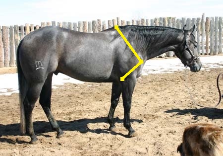 The Up And Down Of It – Shoulder Angle/Humerus Bone – Part 2 | Hooves