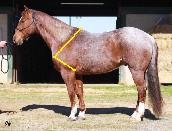 The Up And Down Of It – Shoulder Angle/Humerus Bone – Part 2 | Hooves