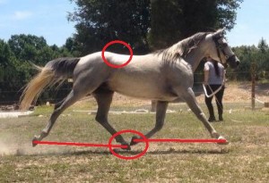 Trotting Up A Storm | Hooves