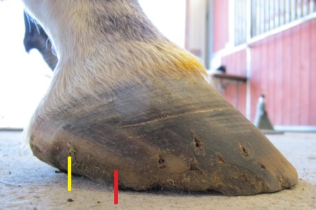 The Balance Of Feet | Hooves