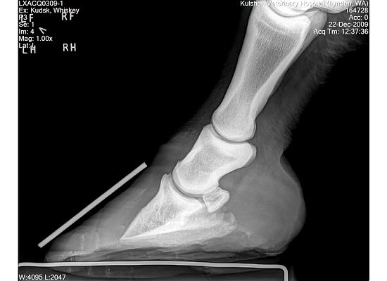 The Balance Of Feet | Hooves