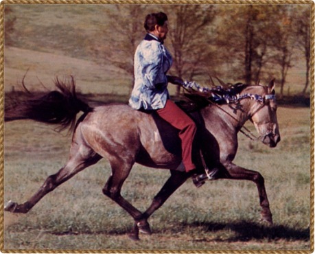 Hooves | Discussing the good, the bad and the ugly of the horse world.